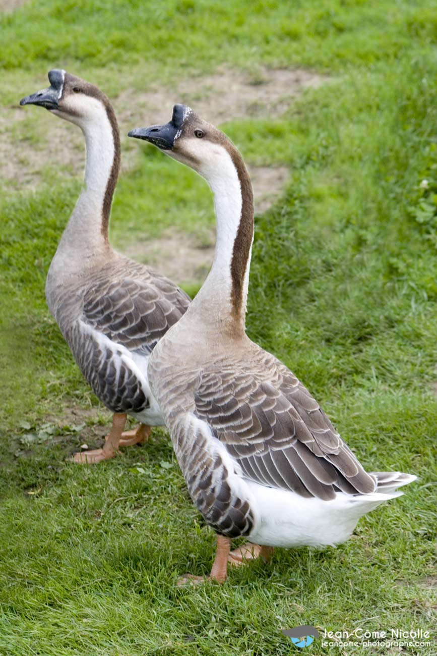 Série photo d'animaux de ferme par Jean-Côme NICOLLE - Photographe